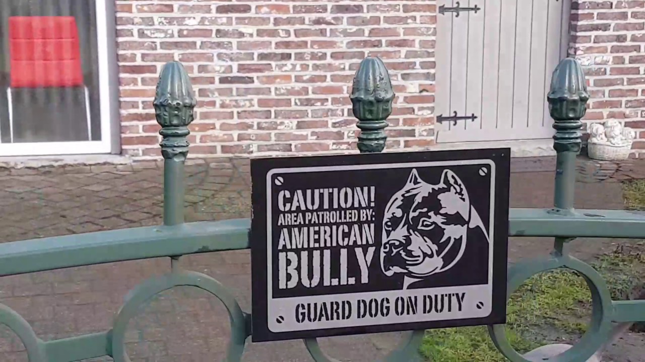 American bully Guard dogs on duty!!! - YouTube