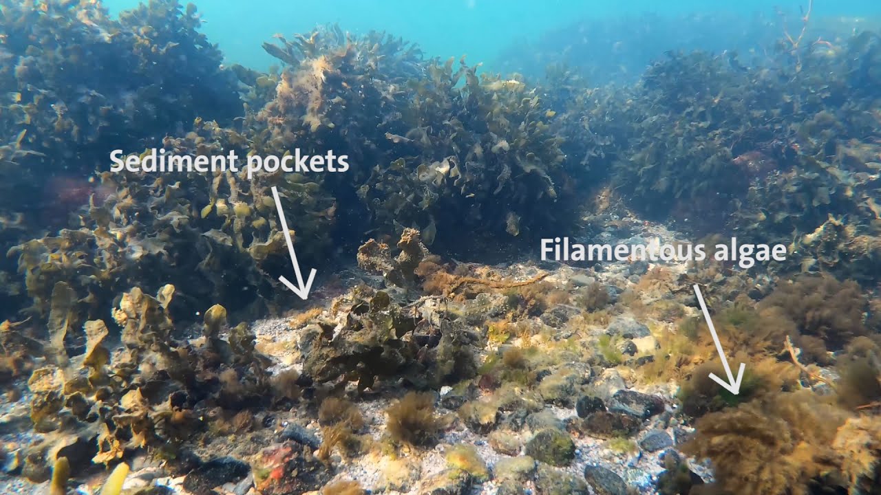 Methane emissions offset carbon uptake in macroalgae habitats in the ...