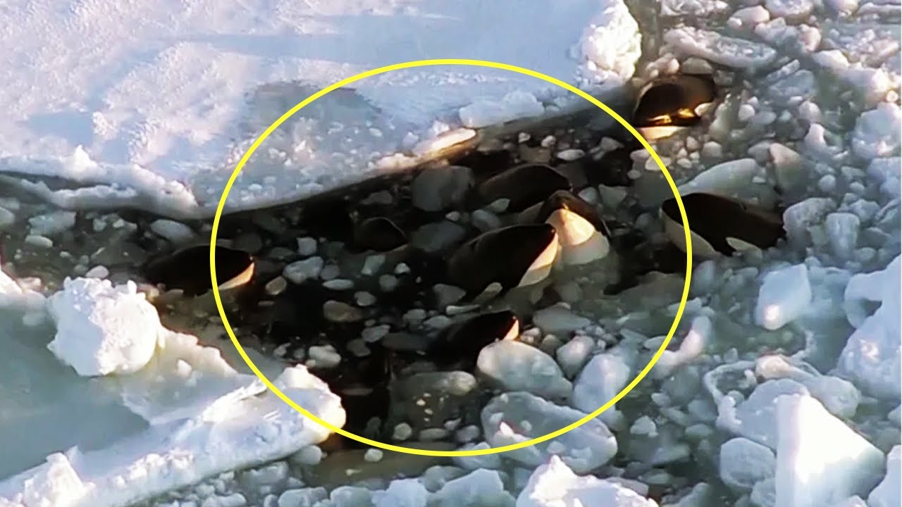 Orcas Stranded in the Ice Were Close to Dying – Then an Unbelievable ...