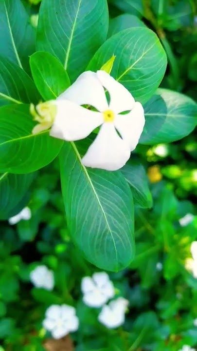 මිනී මල් Nithya Kalyani Catharanthus Roseus Medicinal Plants Of