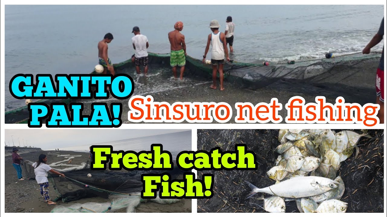 Ganito pala ang paghuli ng isda sa sinsuro fresh fish catch /catching ...