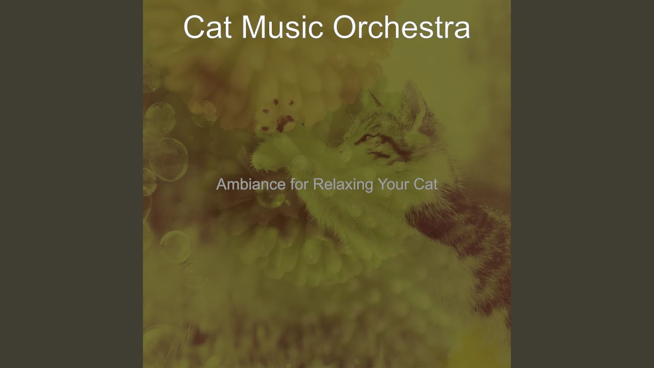 Sprightly Calm Cats - YouTube