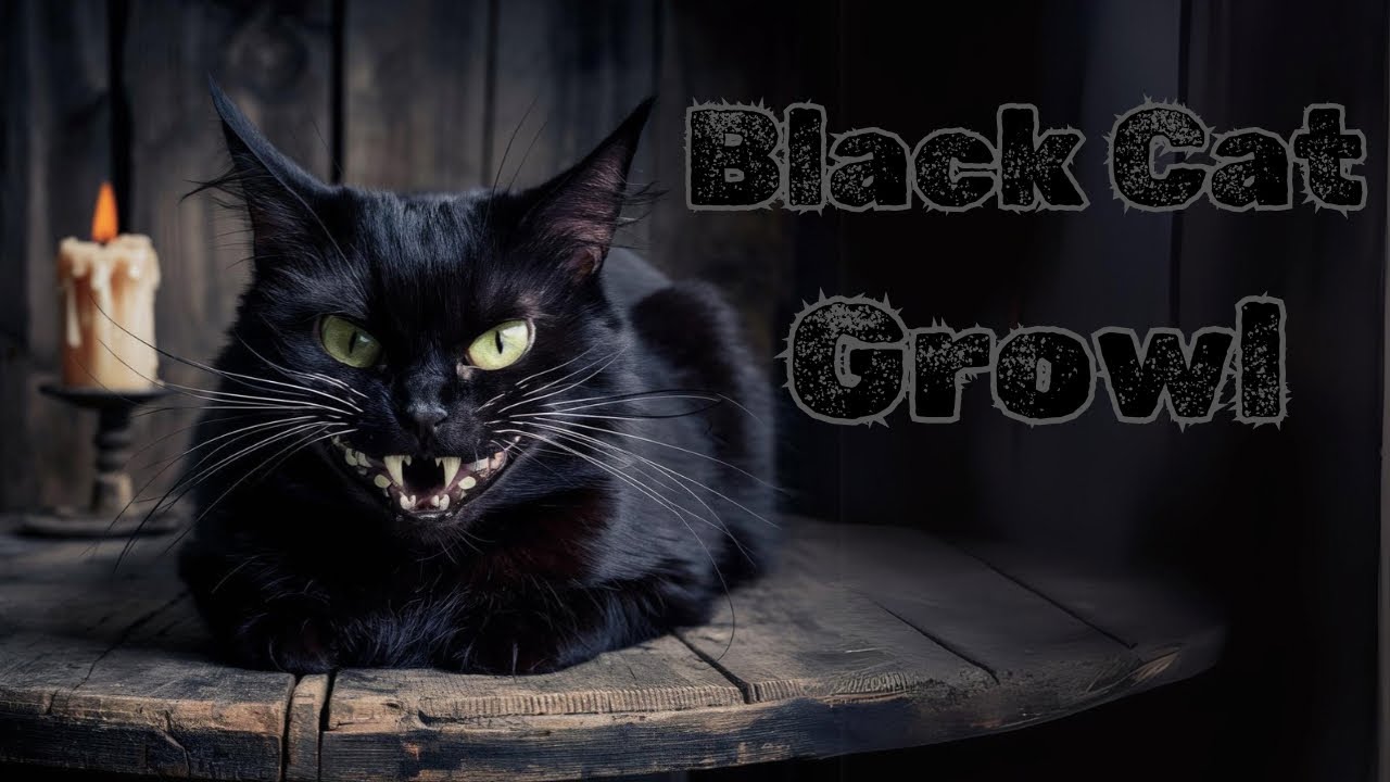 Black Cat Nocturnal Abyss: New Black Metal Track 【Growl 7】 - YouTube