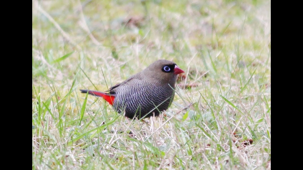 Beautiful Firetail Finch - YouTube