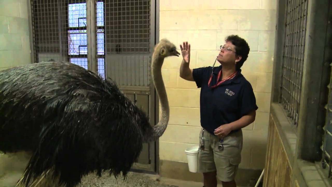 Ostrich Training_H264_Widescreen_1280x720.mov - YouTube