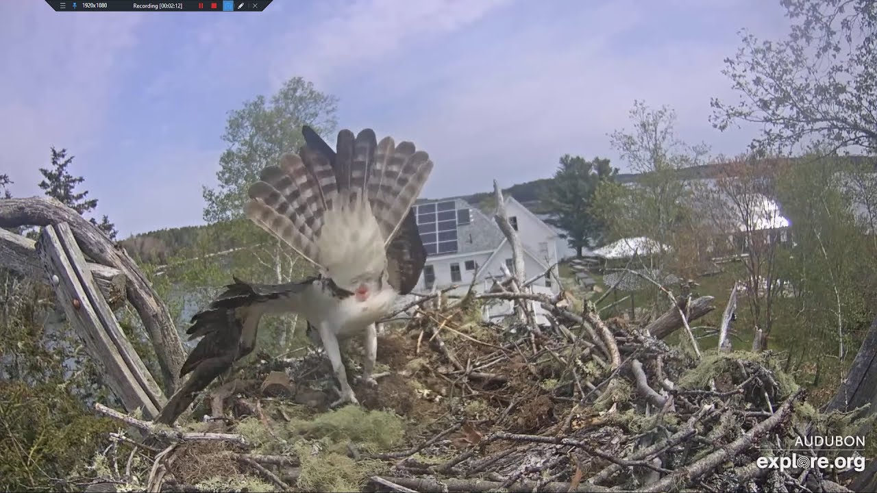 Swollen Cloaca - ready for an Egg, Callie? - Hog Island Osprey Nest ...