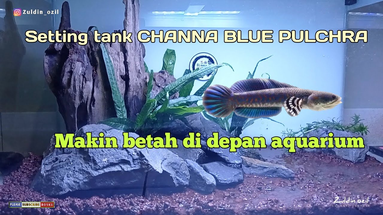 CARA SETTING TANK CHANNA BUAT PEMULA - YouTube