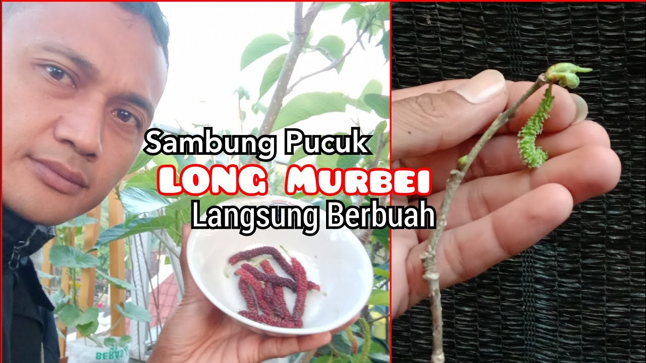 Langsung BERBUAH || Cara Sambung Pucuk Long Murbei - YouTube
