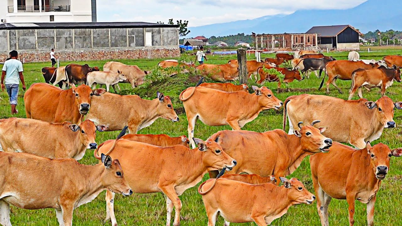 Release thousands of cute cows in the green fields - funny cows ...
