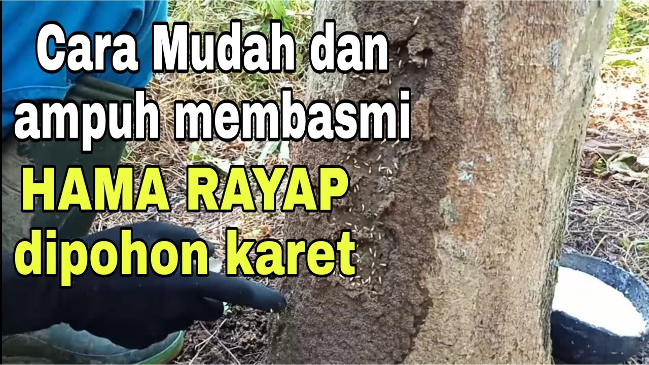 Cara Mudah dan ampuh membasmi Hama Rayap Pada pohon Karet - YouTube