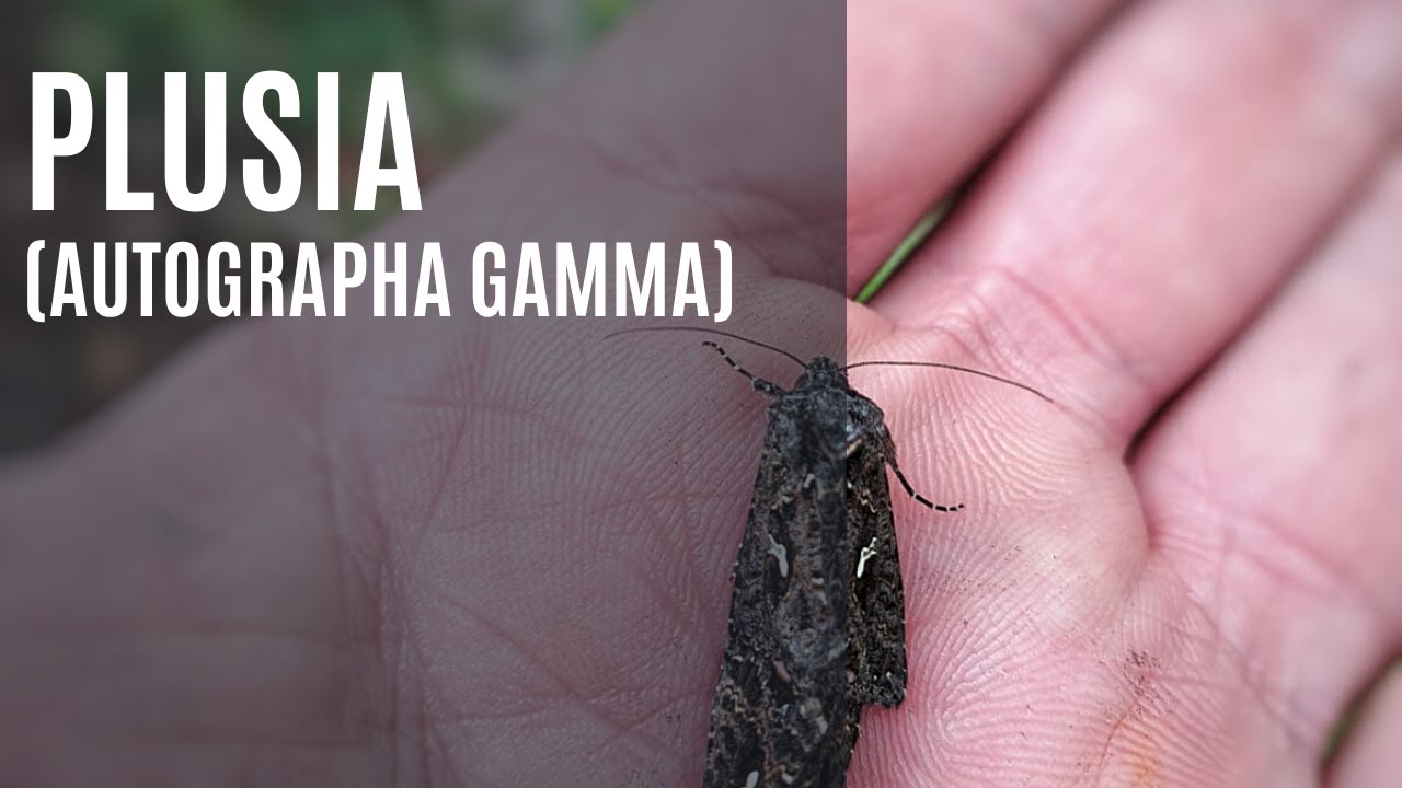 Polilla de PLUSIA ( Autographa gamma) - YouTube