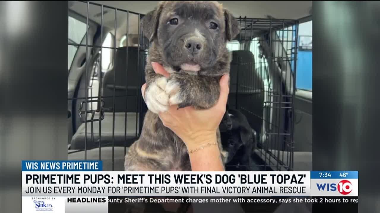 Primetime Pups: Meet the adoptable dog of the week, 'Blue Topaz' - YouTube