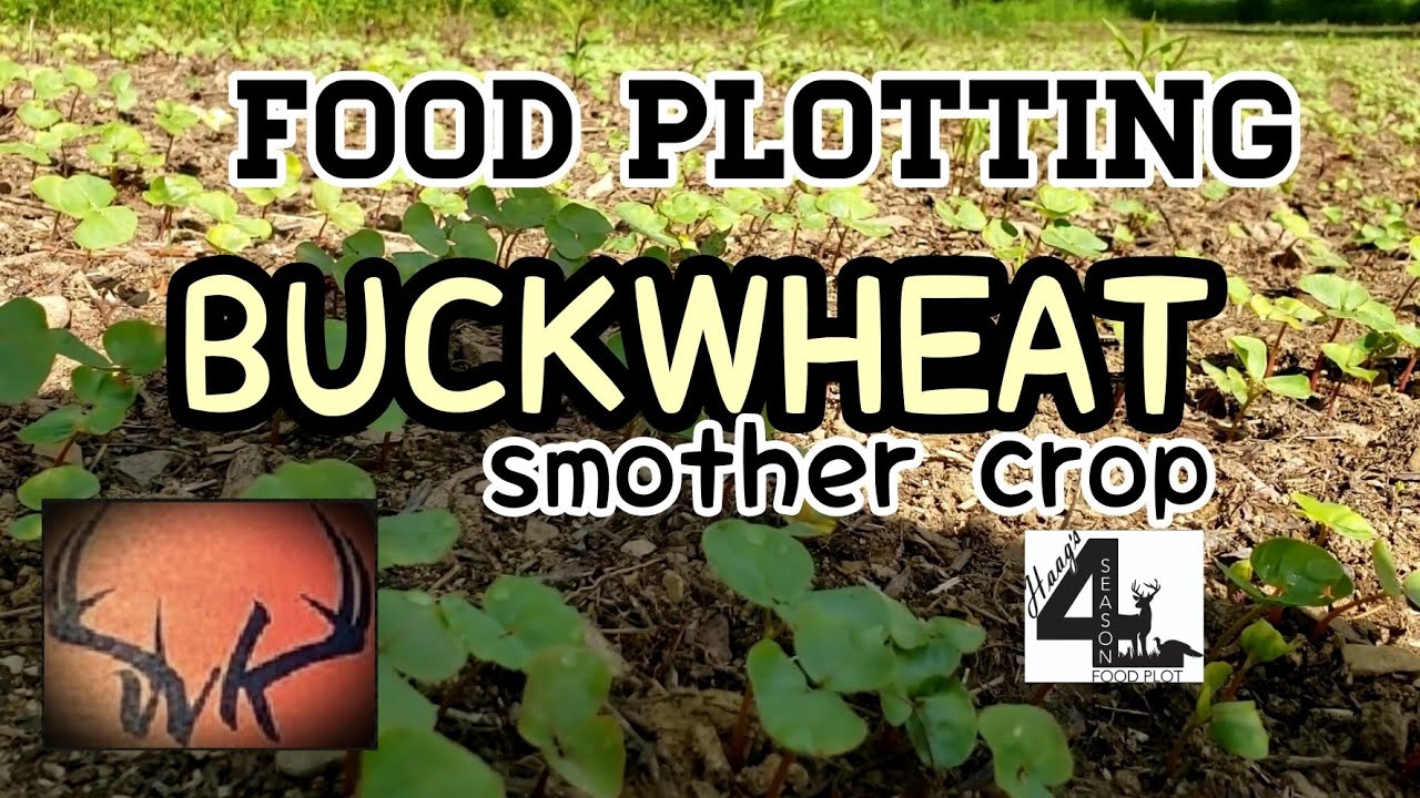 Food Plots 2020 - buckwheat, switchgrass, Egyptian wheat update - YouTube