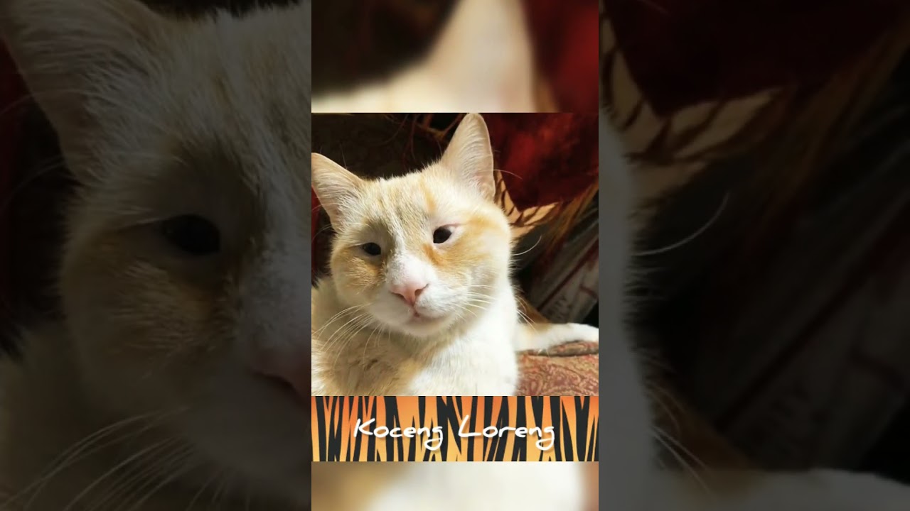 Kucing chindo - YouTube