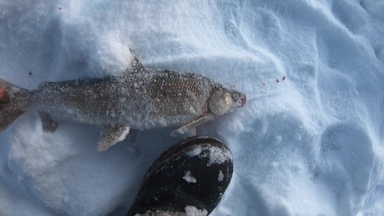 Interior Alaska Ice Fishing (RAINBOW TROUT and WHITEFISH) - YouTube