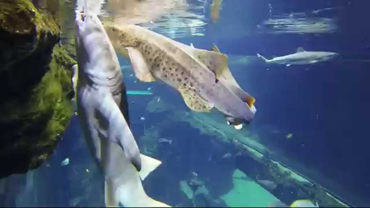 Aquarium de Lyon : nourrissage des requins en Gopro - YouTube