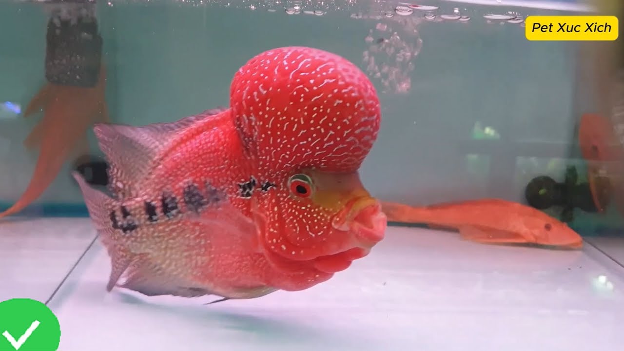 Lost in Aquarium Fish Market Strange Species Never Seen Before - YouTube