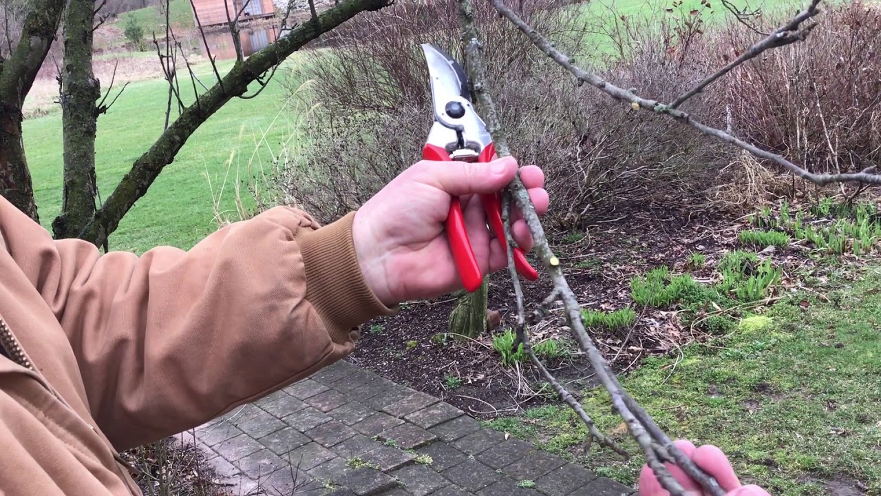 how to make basic pruning cuts; heading, thinning, and thinning to a lateral, 3-cut method -PART ...
