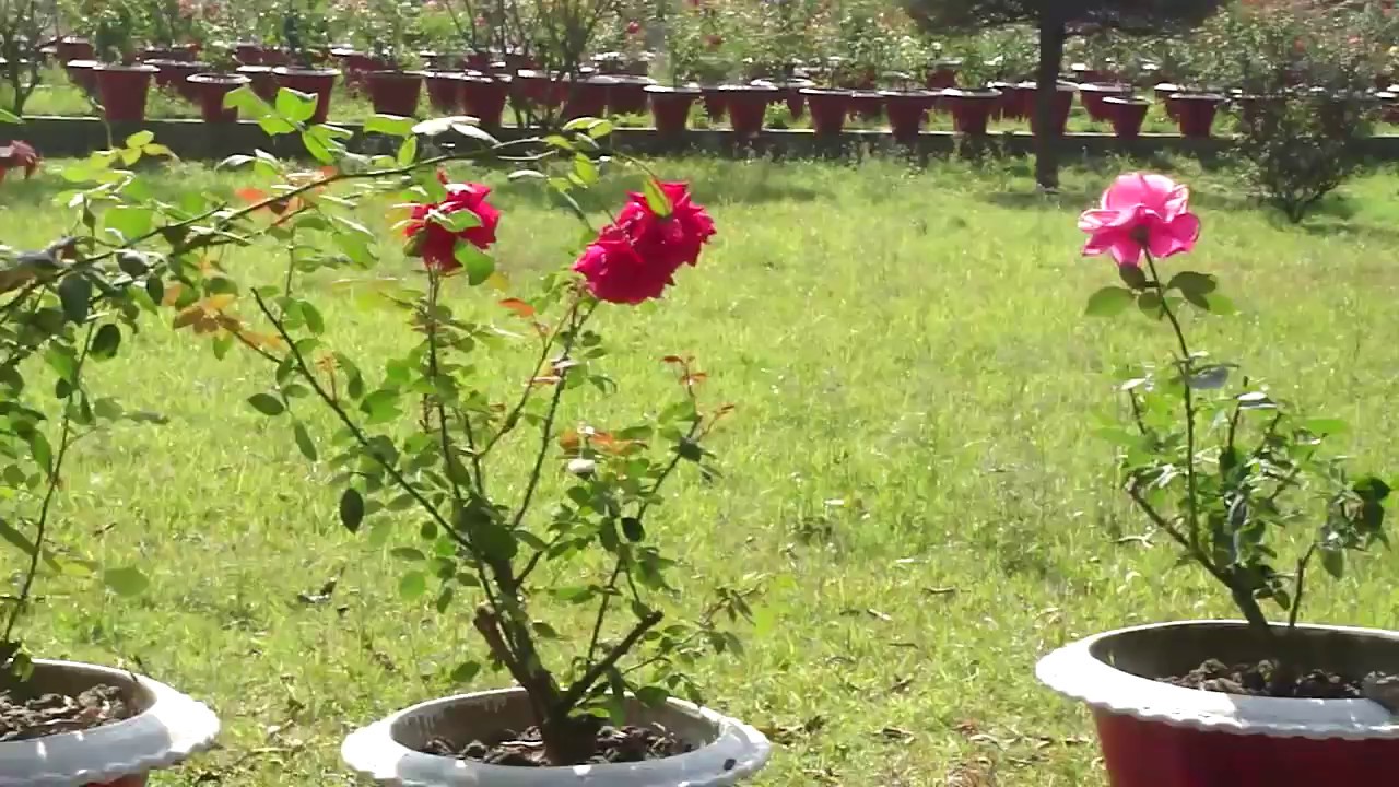 Rose Garden| Rose Flower| Rose Garden in Dhaka. - YouTube