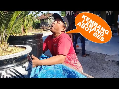 BAKULAN SAMA BOS BAJINDUL DIJAMIN BAYARAN DOBEL🤣