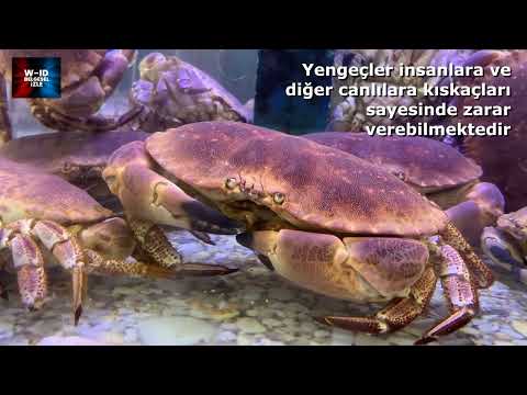 Yengeçler Hakkında Bilinmeyenler - İlginç Bilgiler - Kısa Belgesel - Crab