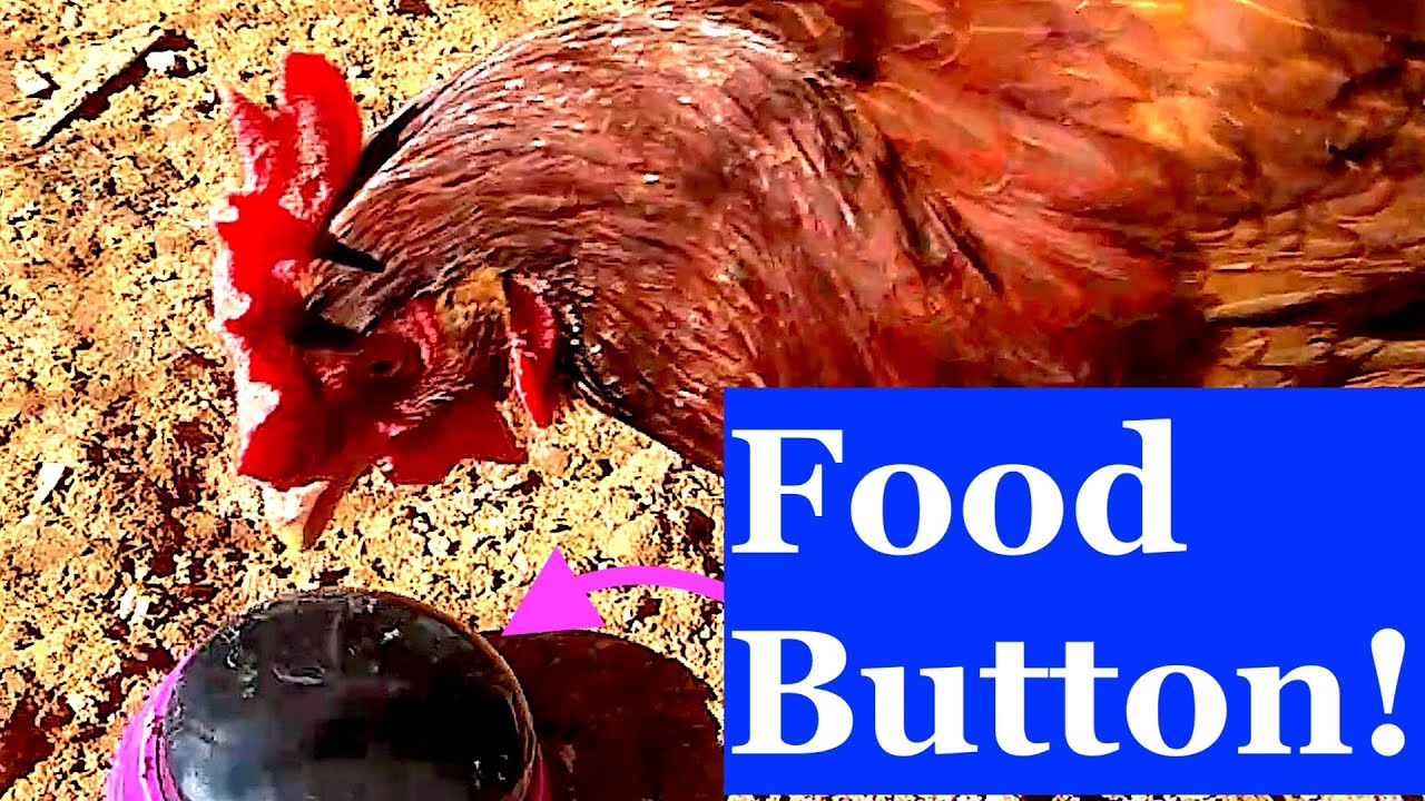 Can A CHICKEN Learn To Communicate? | Rose The Chicken Talks With Sound ...