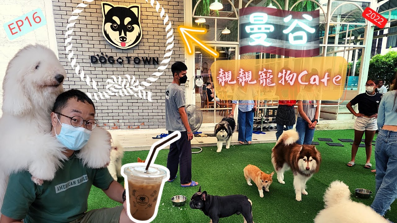【泰國 曼谷 】可愛寵物Cafe｜Dog In Town｜大狗細狗都有｜2022｜廣東話｜EP16｜ - YouTube