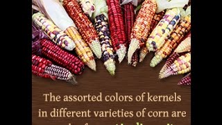 Genetic Diversity Examples What Is Genetic Biodiversity ? || Genetic