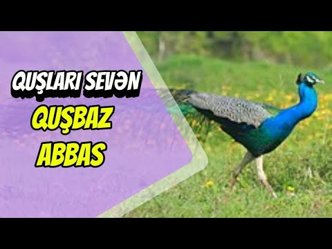 QUŞBAZ ABBAS. LƏNKƏRANDA.