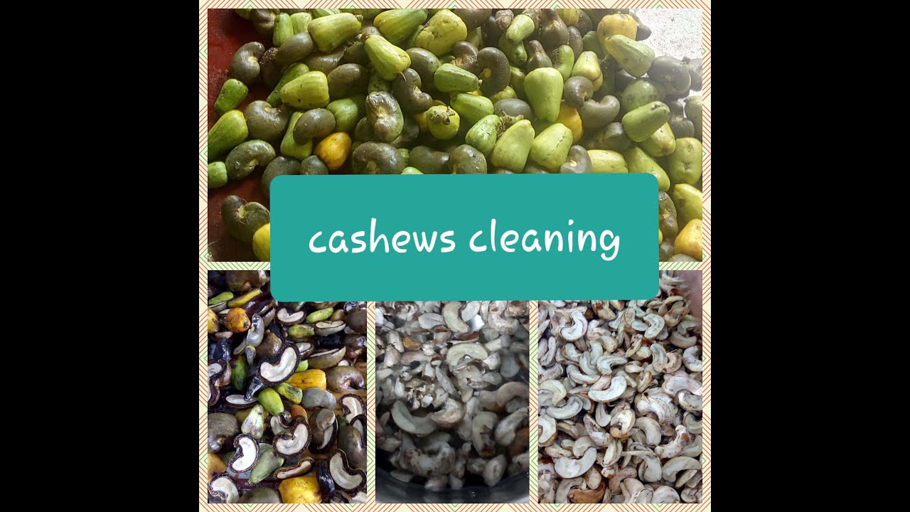 Pachi jeedi ginjalu cleaning | Raw Cashews cleaning by ammamma|పచ్చి ...