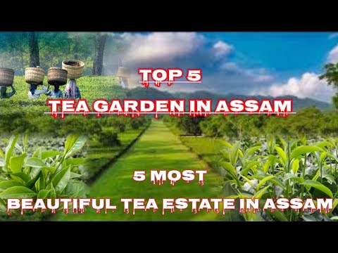 Top 5 Tea Garden in Assam. Best 5 Tea Estate in Assam. Most beautiful ...