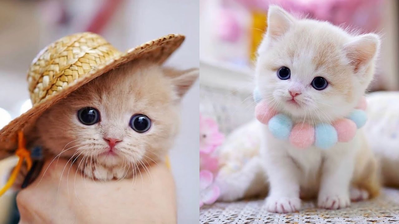 Aww So Cute Kittens ♥ The Best Cute Cat Videos 💗 2021 #4 - YouTube