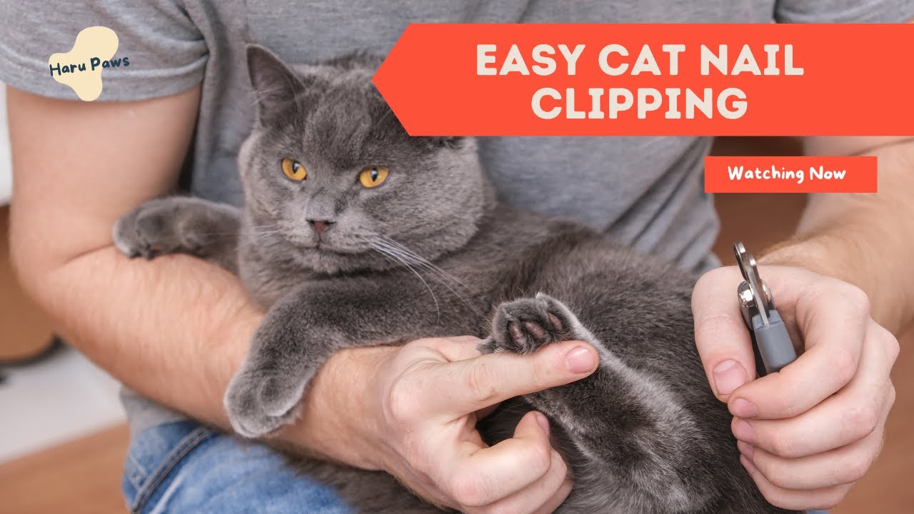 Easy Cat Nail Clipping: No Stress, No Mess - Pet care - YouTube