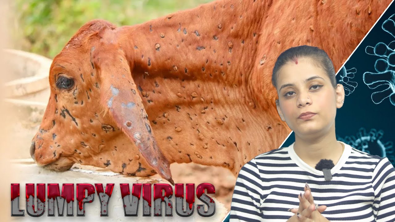 Why Did 1 Lakh Cows Die in India!? Lumpy Virus Spread in Cows || Fact Tuber - YouTube
