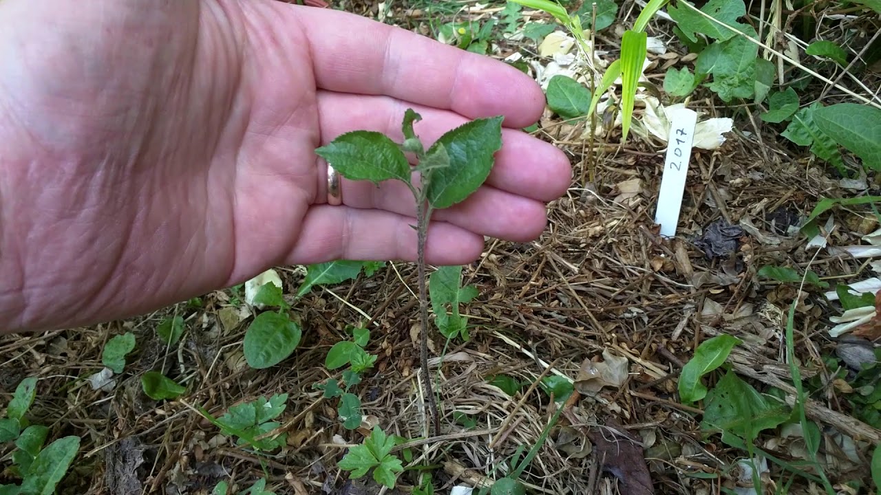 Simplest way to propagate apple rootstocks for grafting on them next ...