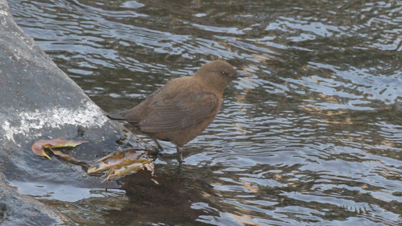 brawn dipper chafi bhimtal sattal yellow throated marten hide sattal ...