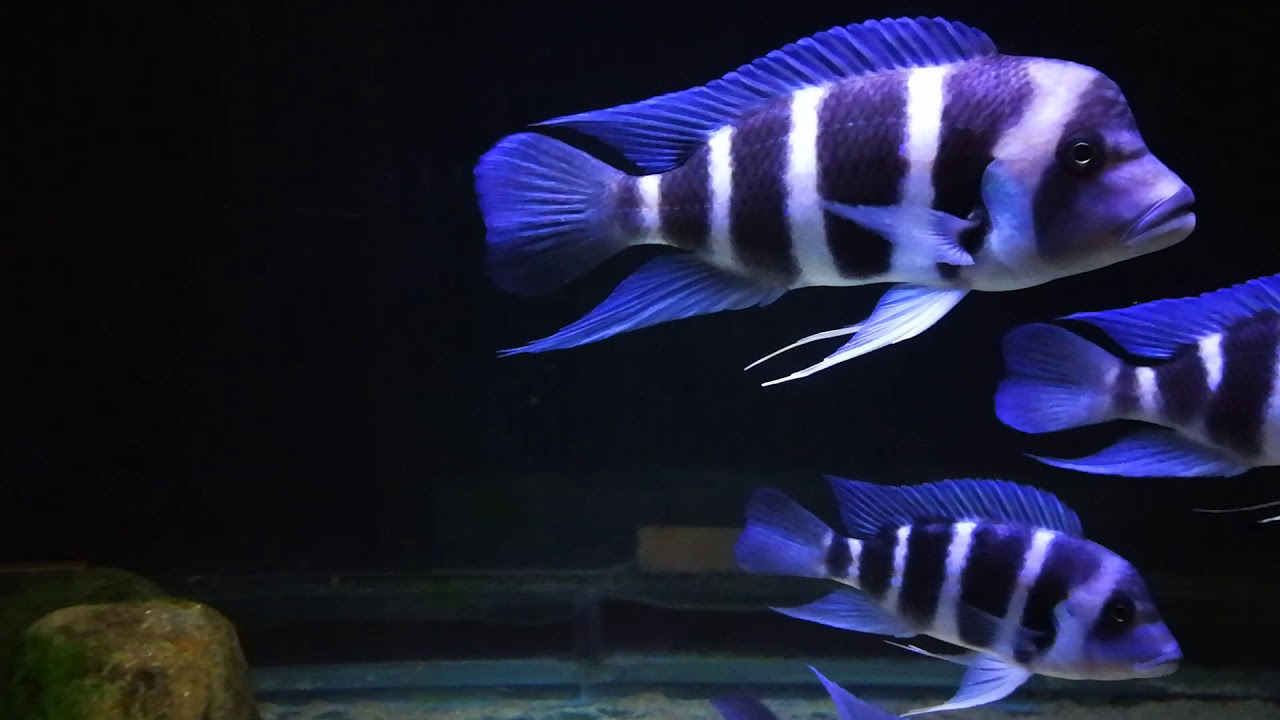 My favorite fish "Frontosa Moba" in my home tank. - YouTube