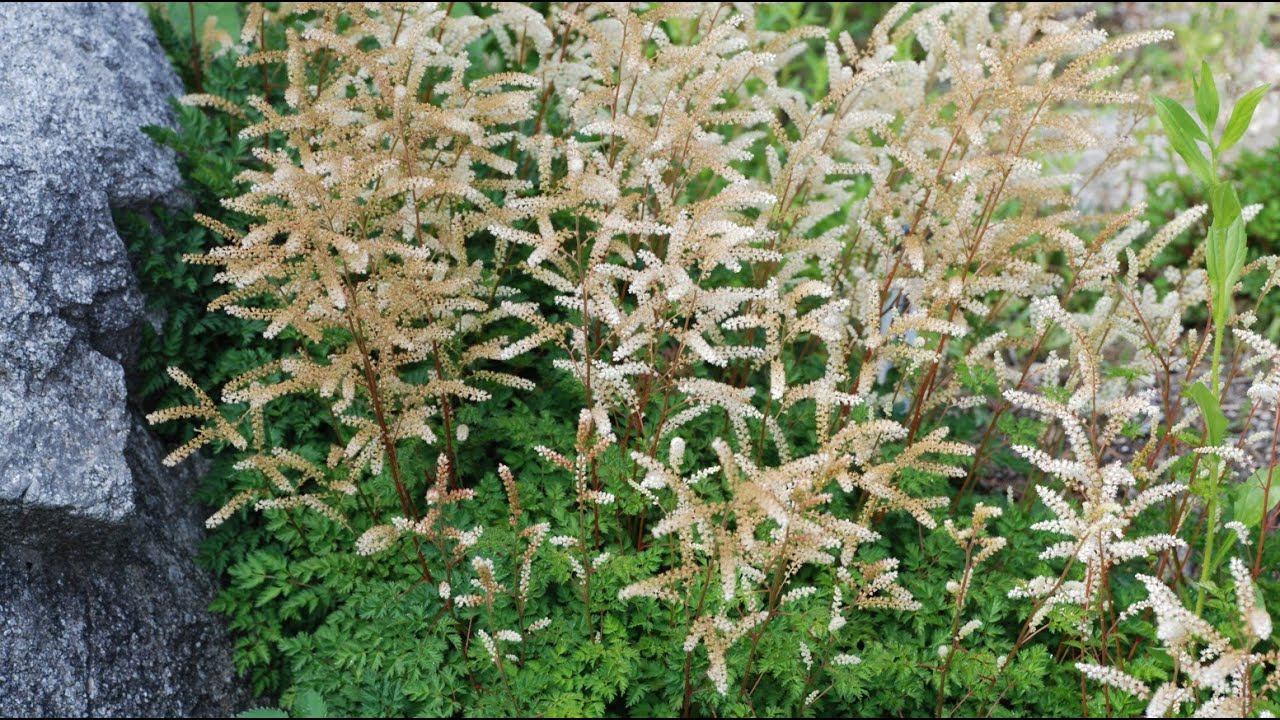 A0218 #한라개승마 [학명] #Aruncus aethusifolius [영어명] #Korean goatsbeard [약효 ...