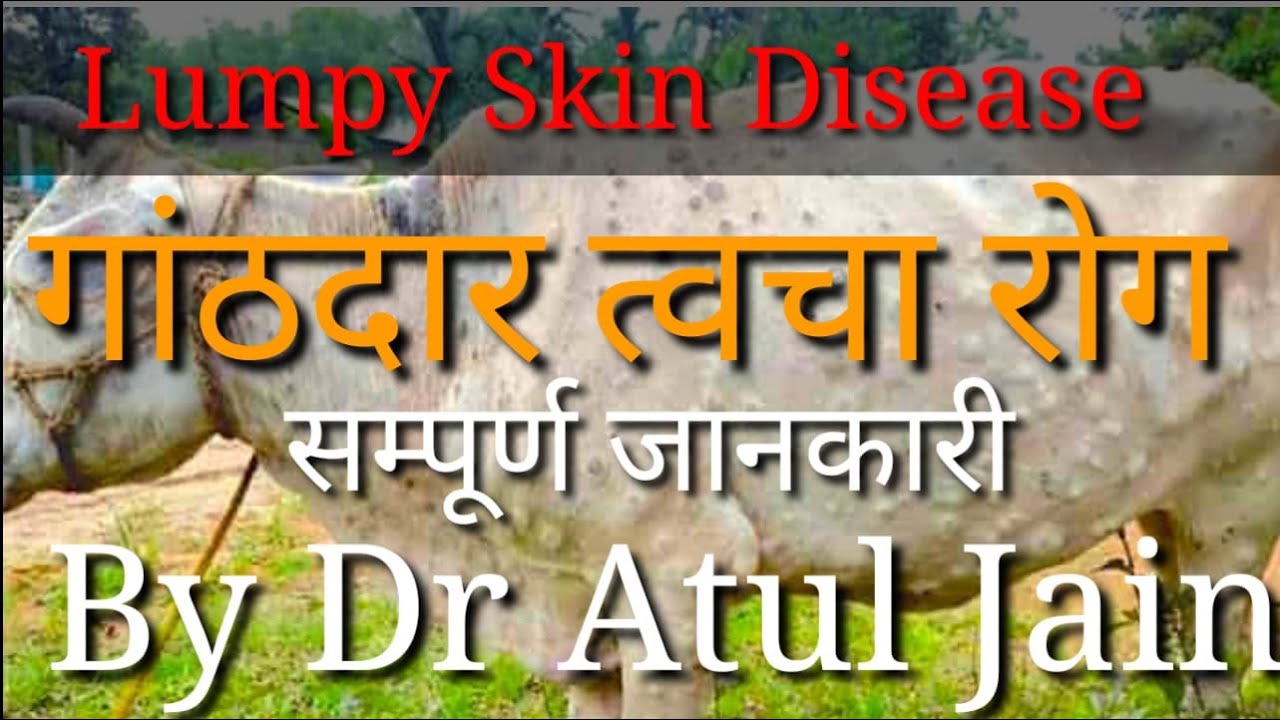 Lumpy Skin Disease (लंपी त्वचा रोग) complete Detail I Awareness and ...