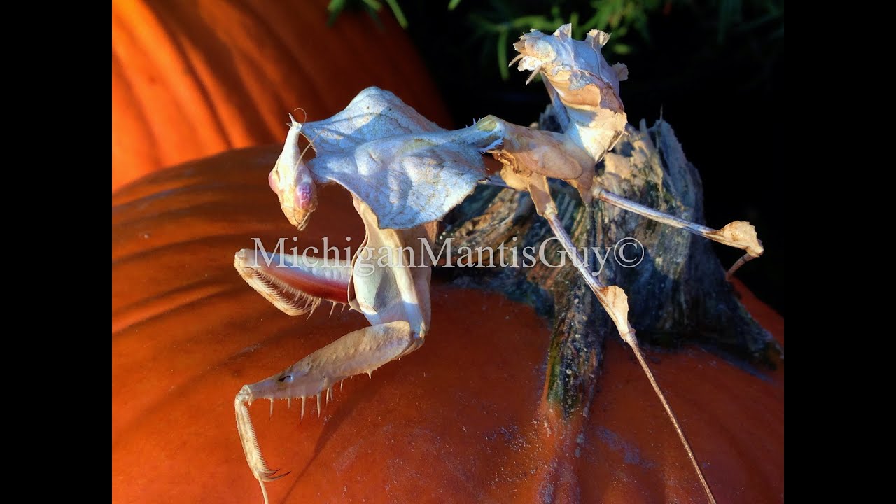 Halloween Mantis 2014 by the MichiganMantisGuy - YouTube