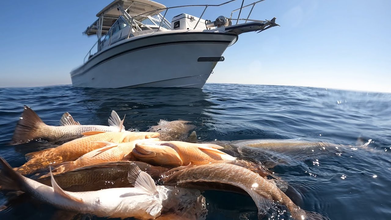 Commercial amberjack dive powerhead failed. - YouTube