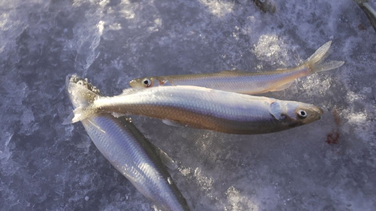 Stinta | Šiandien kimba | 20160124 - YouTube