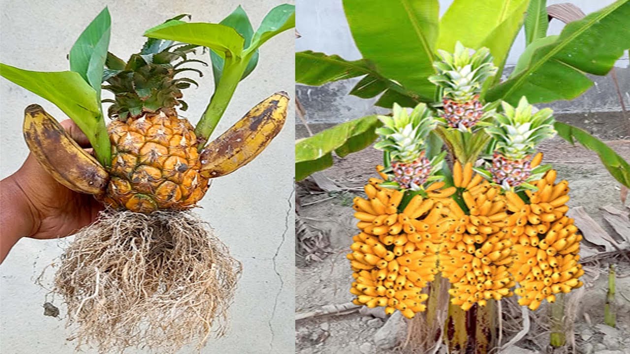 Great Technique Grafting Banana With Pineapple Gets Amazing Fruit - YouTube