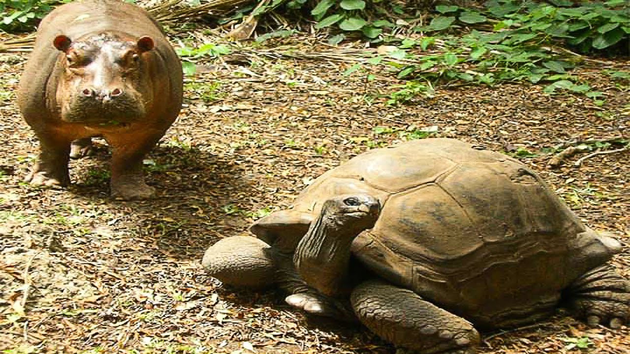 130 Year Old Tortoise Saves Baby Hippo's Life, Now They're Best Friends ...