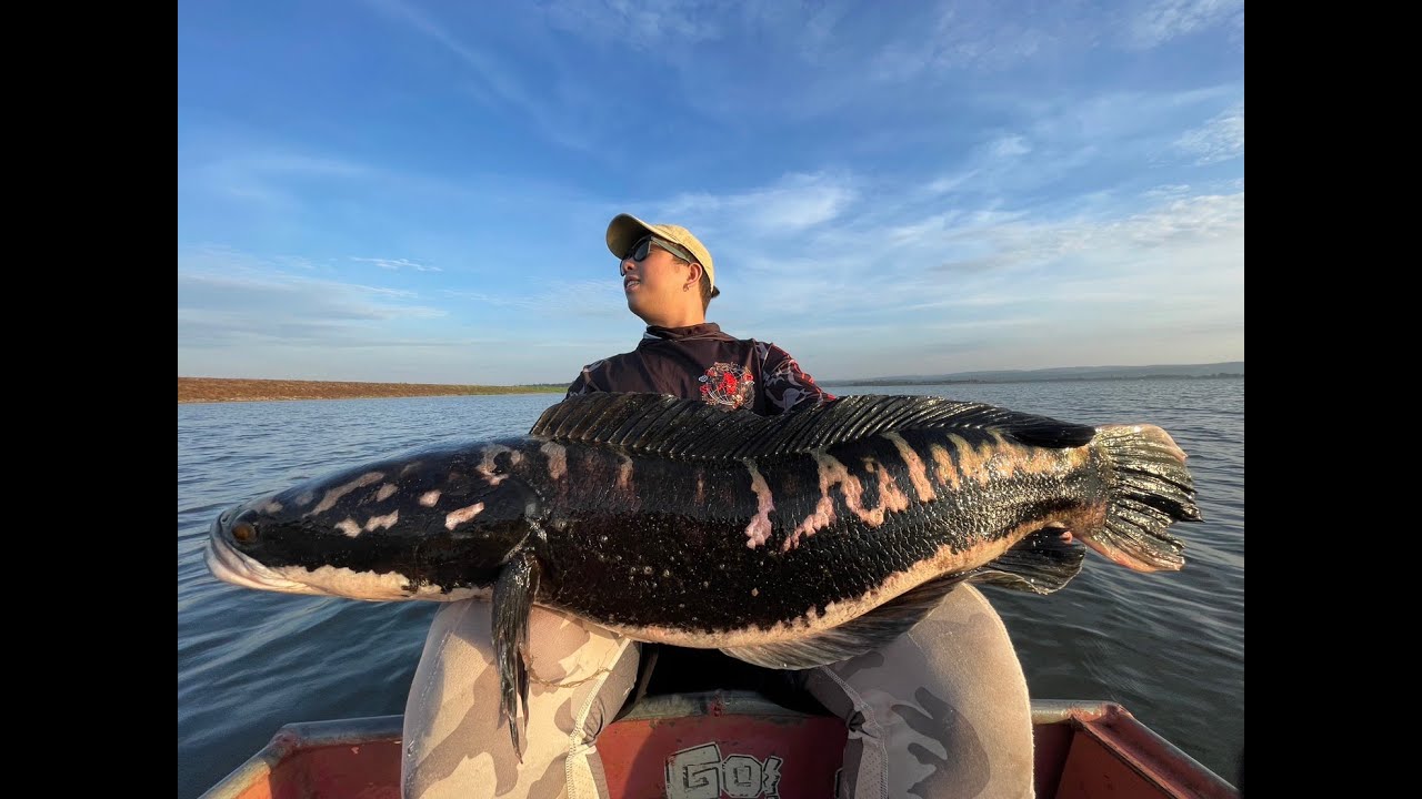 Cole Taiwan 台湾 Angler Fishing Wild Snakehead Thailand 2023- BKKGUY ...