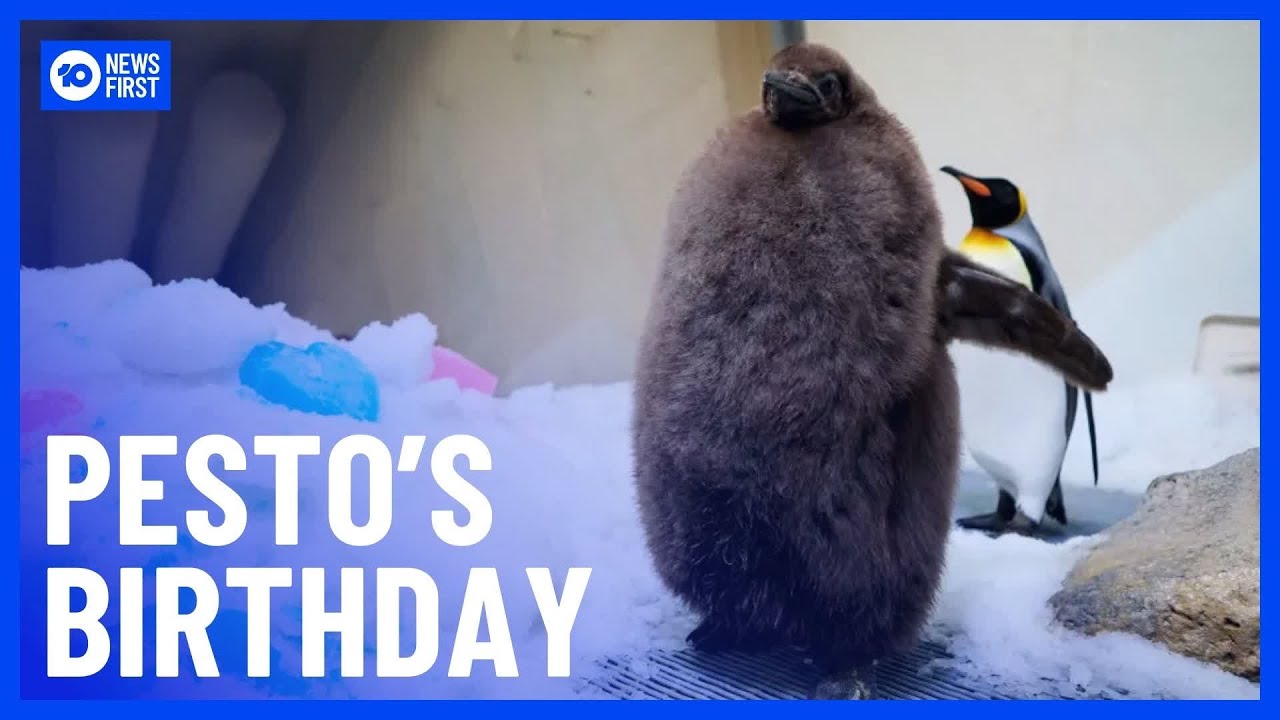 Viral Hit Pesto the Penguin Celebrates First Birthday in Melbourne | 10 ...