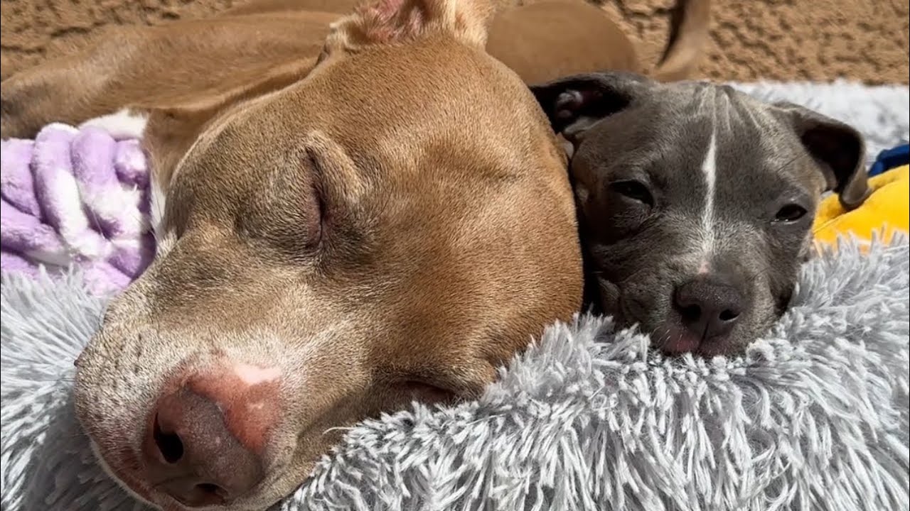 My Puppy’s Morning Routine - YouTube