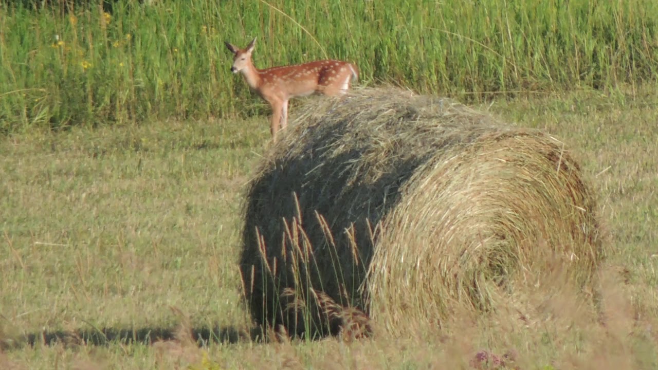 Manitoulin Photography - Wildlife Edition - YouTube