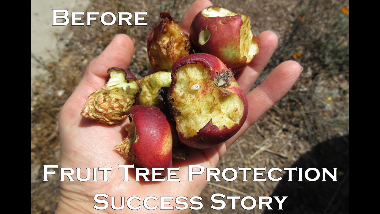 Fruit Tree Protection - Our Experiment & Success Story! - YouTube