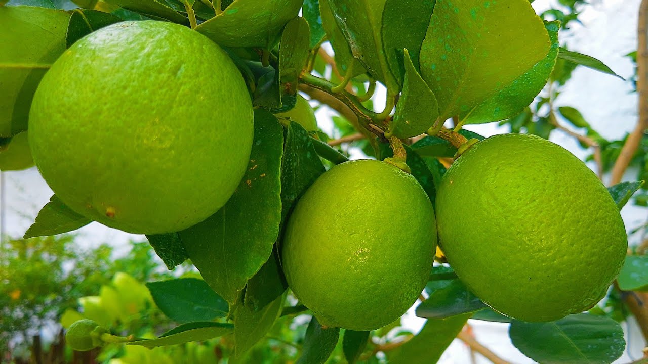 VEJA COMO FAZER O SEU LIMOEIRO PRODUZIR MAIS FRUTOS. - YouTube